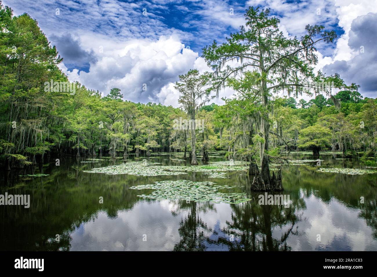 The beauty of the trees in the wetland of the Caddo Lake State Park ...