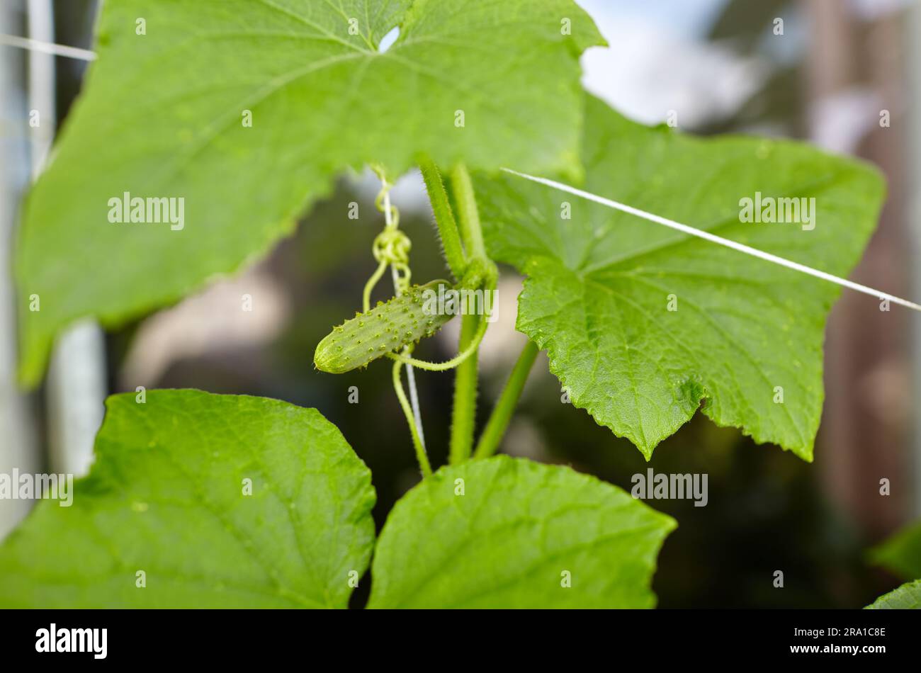 Natural cucumber grows in a greenhouse. Growing fresh vegetables in a ...