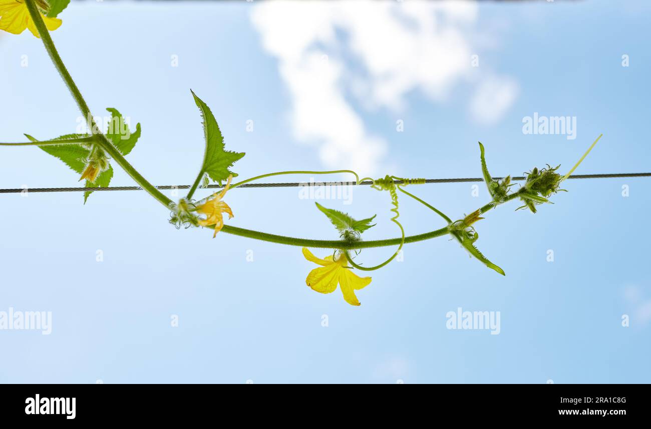 Natural cucumber grows in a greenhouse. Growing fresh vegetables on sky ...