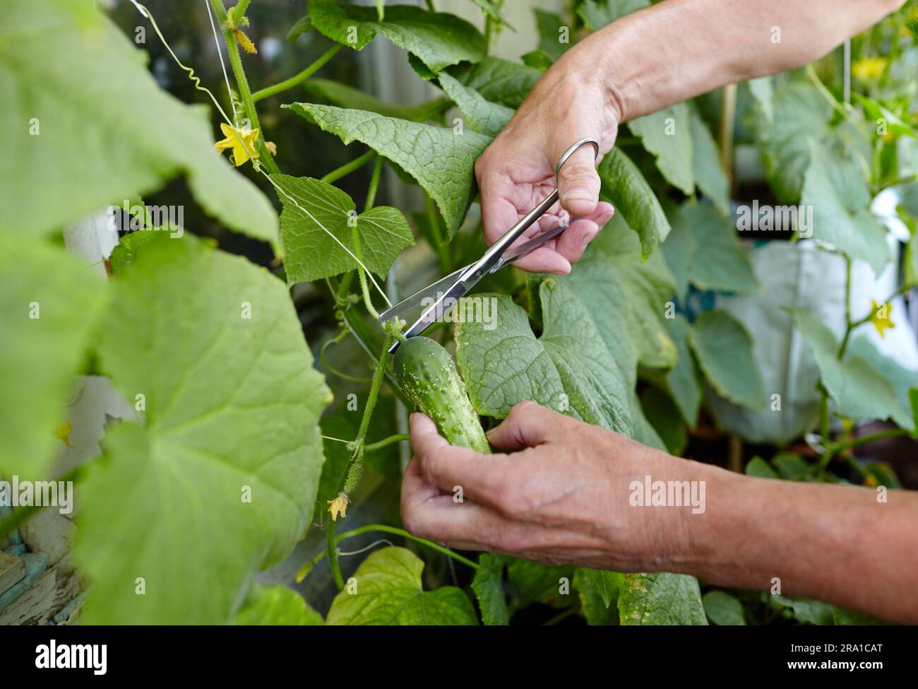 Men's hands harvests cuts the cucumber with scissors. Farmer man ...