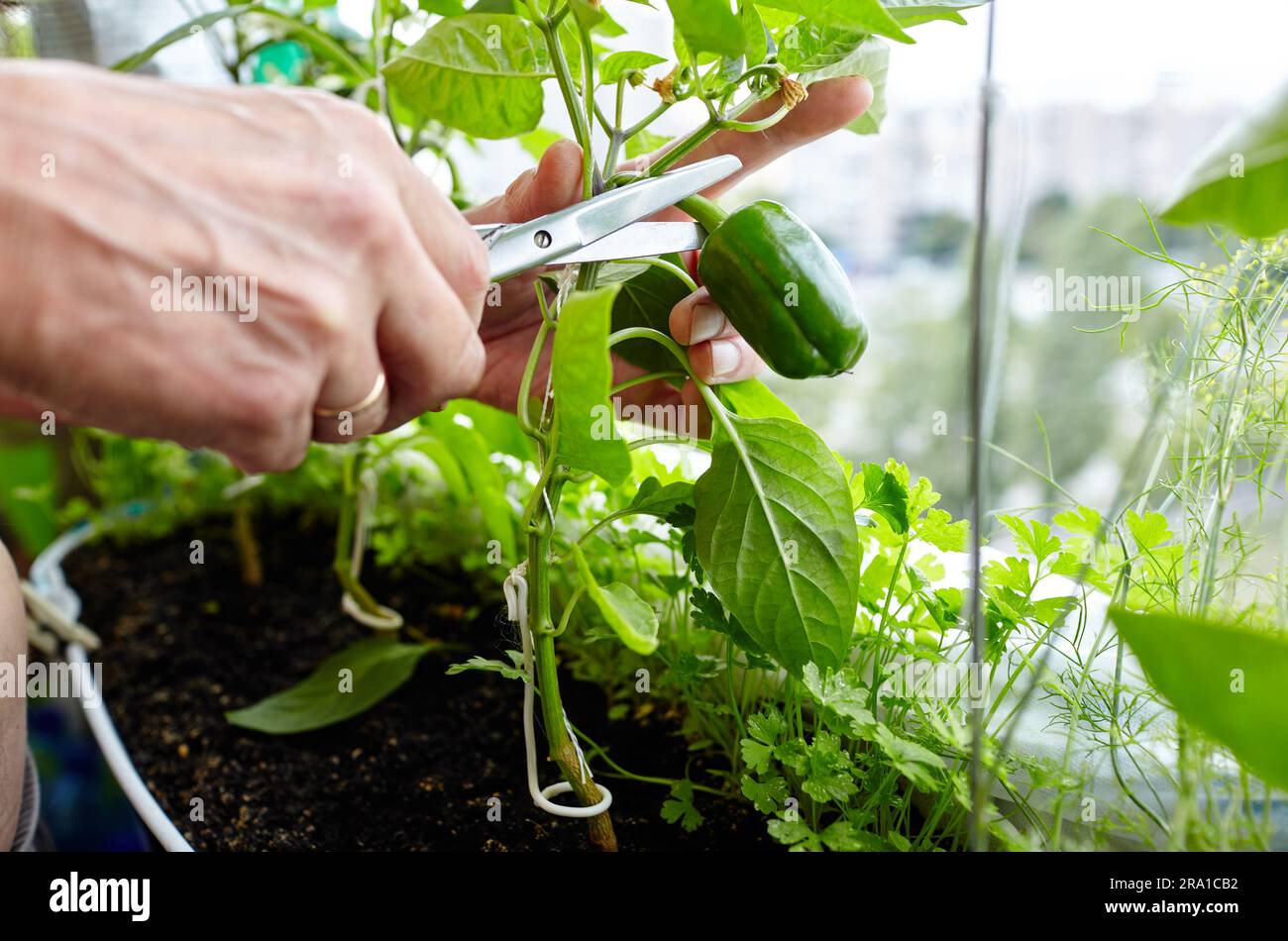 Men's hands harvests cuts the green peppers with scissors. Farmer man ...