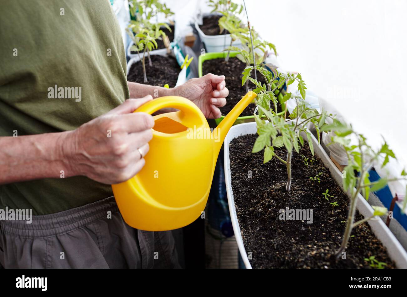 Old man gardening in home greenhouse. Men's hands hold watering can and ...
