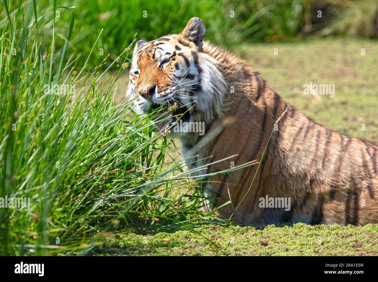 Tiger in water coloring hi-res stock photography and images - Alamy