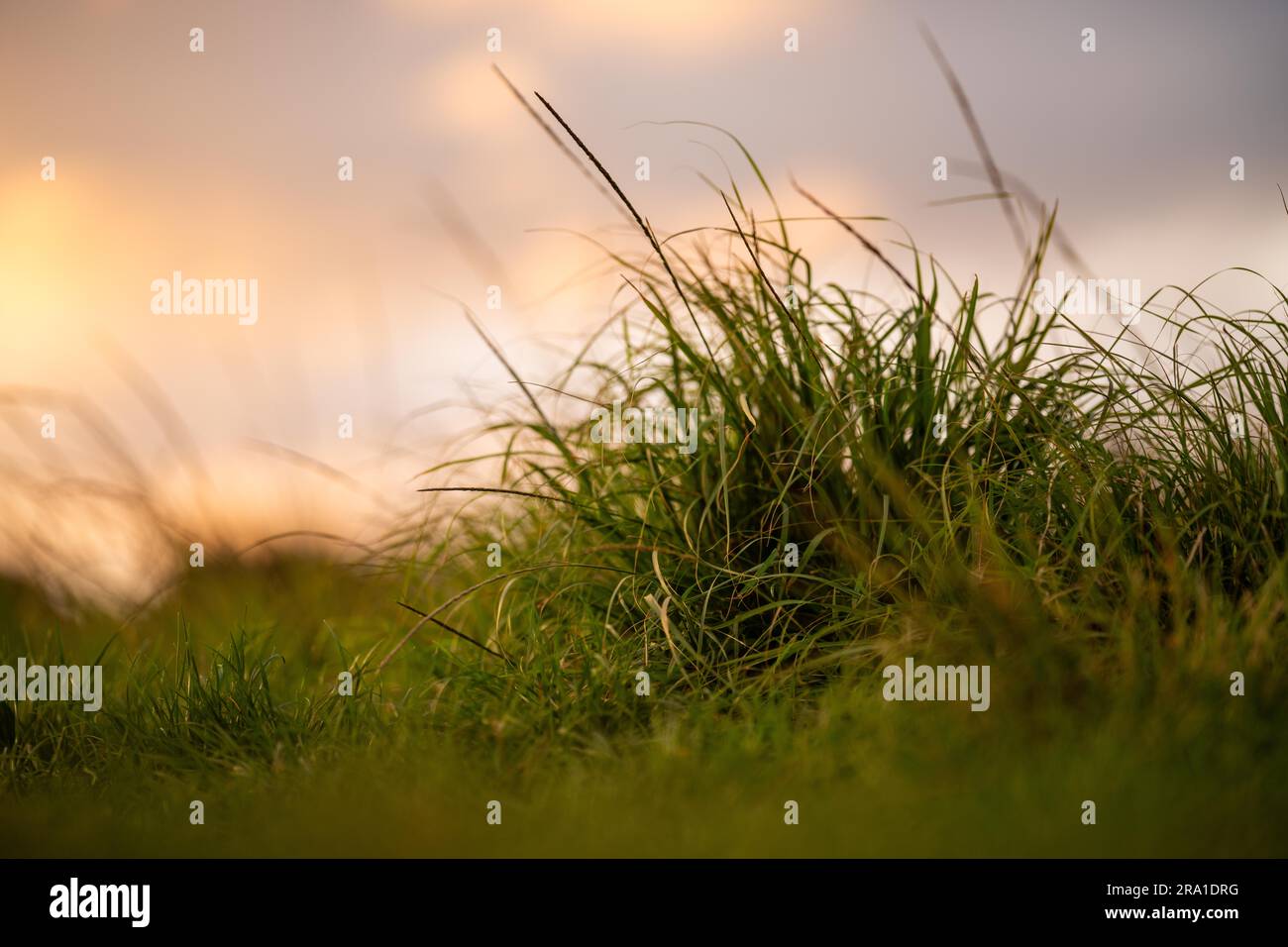 Native grasses hi-res stock photography and images - Alamy