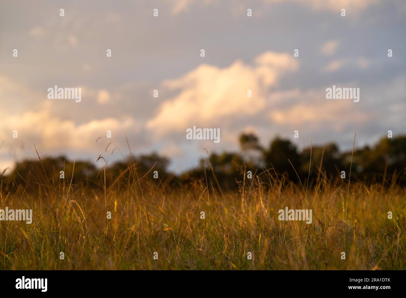 Native grasses hi-res stock photography and images - Alamy