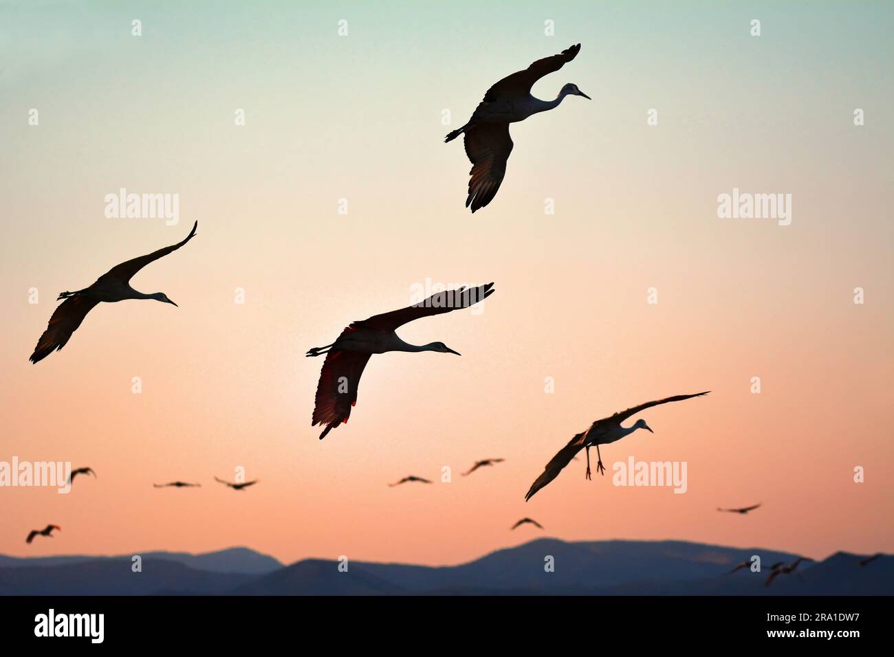 sandhill cranes at sunset against a mountain backdrop coming in for ...