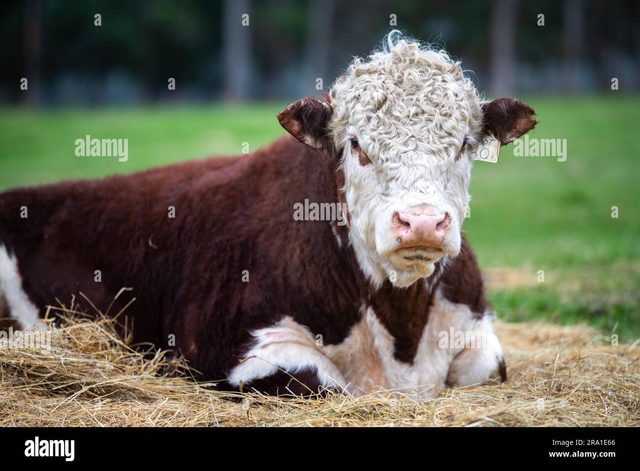 Close up of Angus and Murray Grey Cows eating long pasture in Australia ...