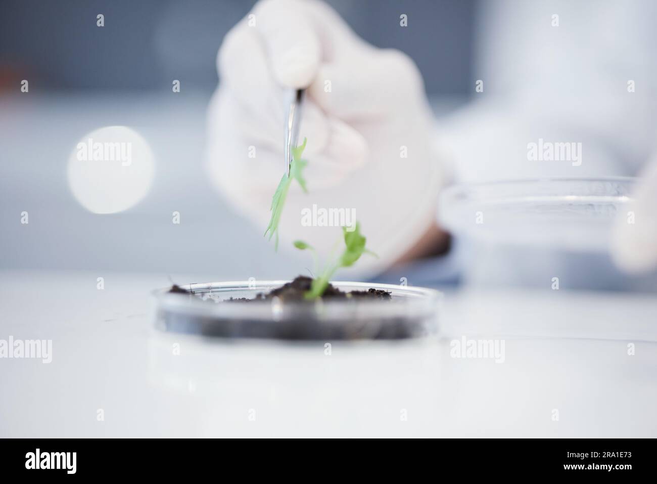Plant science, research and closeup hands for analysis or a leaf for an ...