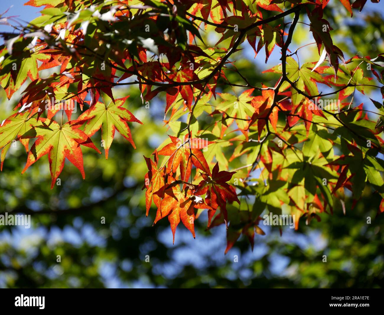 Maple leaves turning red in october, fall foliage season. Autumn ...