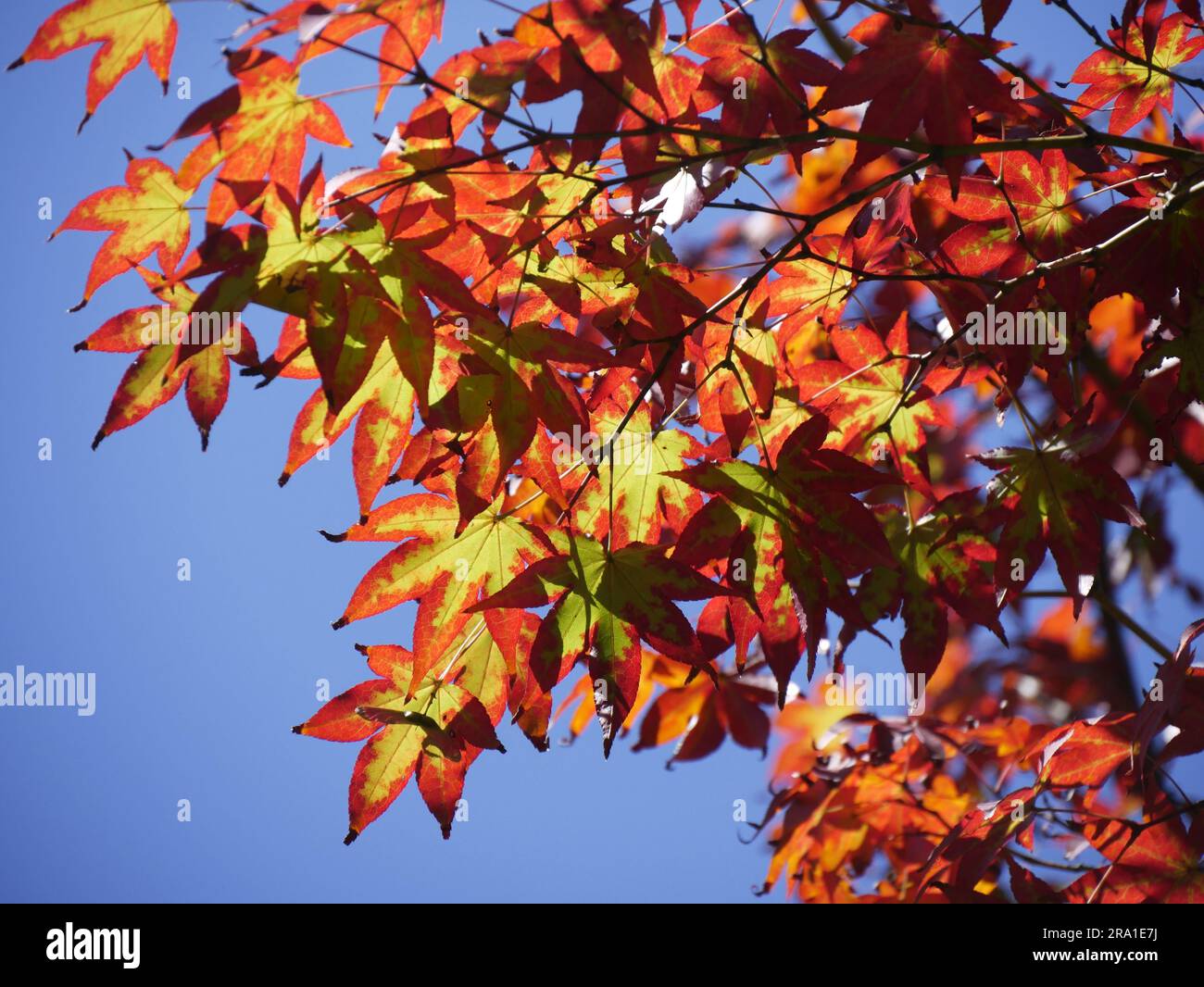 Maple leaves, green and red in the beginning of autumn Stock Photo - Alamy