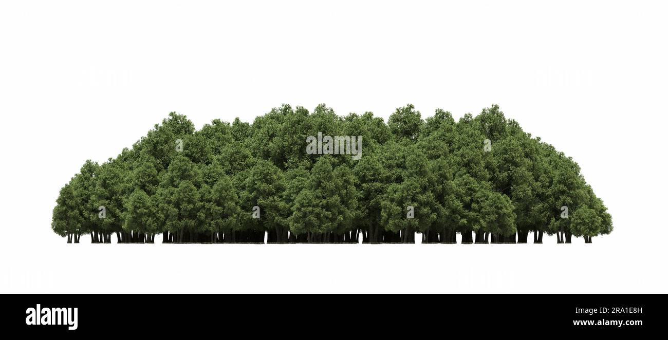 group of trees isolated on a white background, big trees in the forest ...