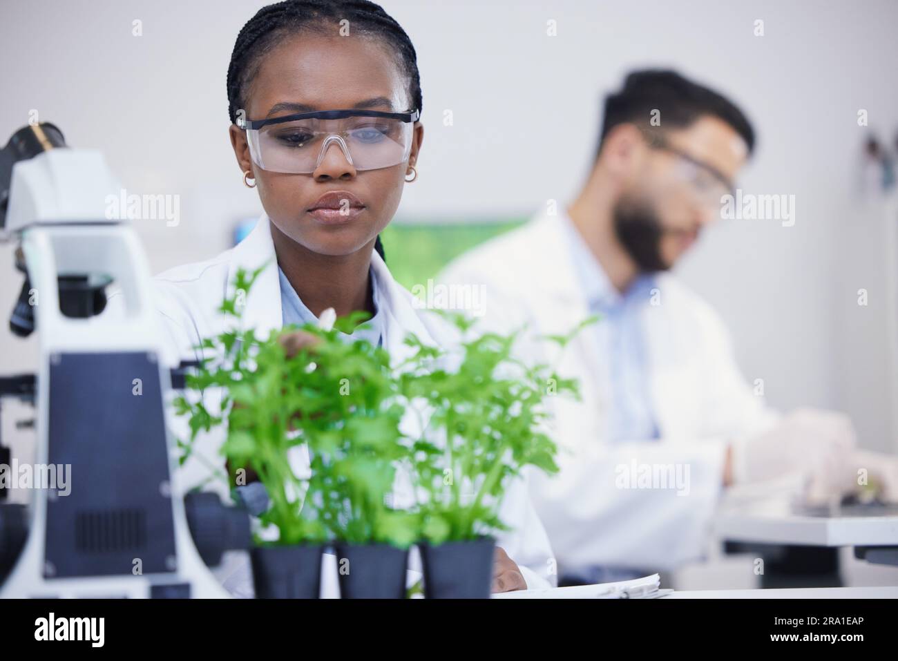 Plants, science or black woman writing for research, cannabis ...