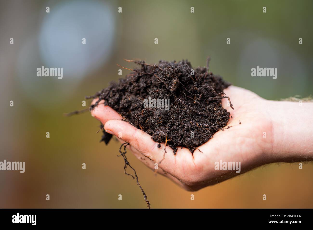 regenerative organic farmer, taking soil samples and looking at plant ...