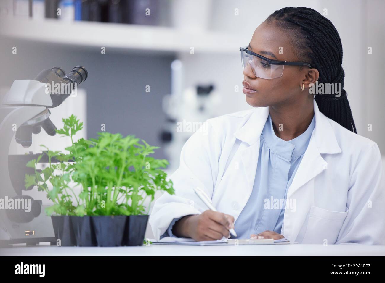 Plants, scientist or black woman writing for research, cannabis inspection or sustainability ...