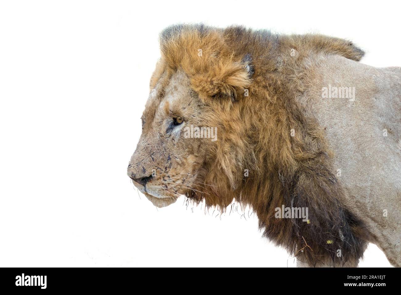 Profile of a scarred male lion, Panthera leo, with a mane. Isolated on ...
