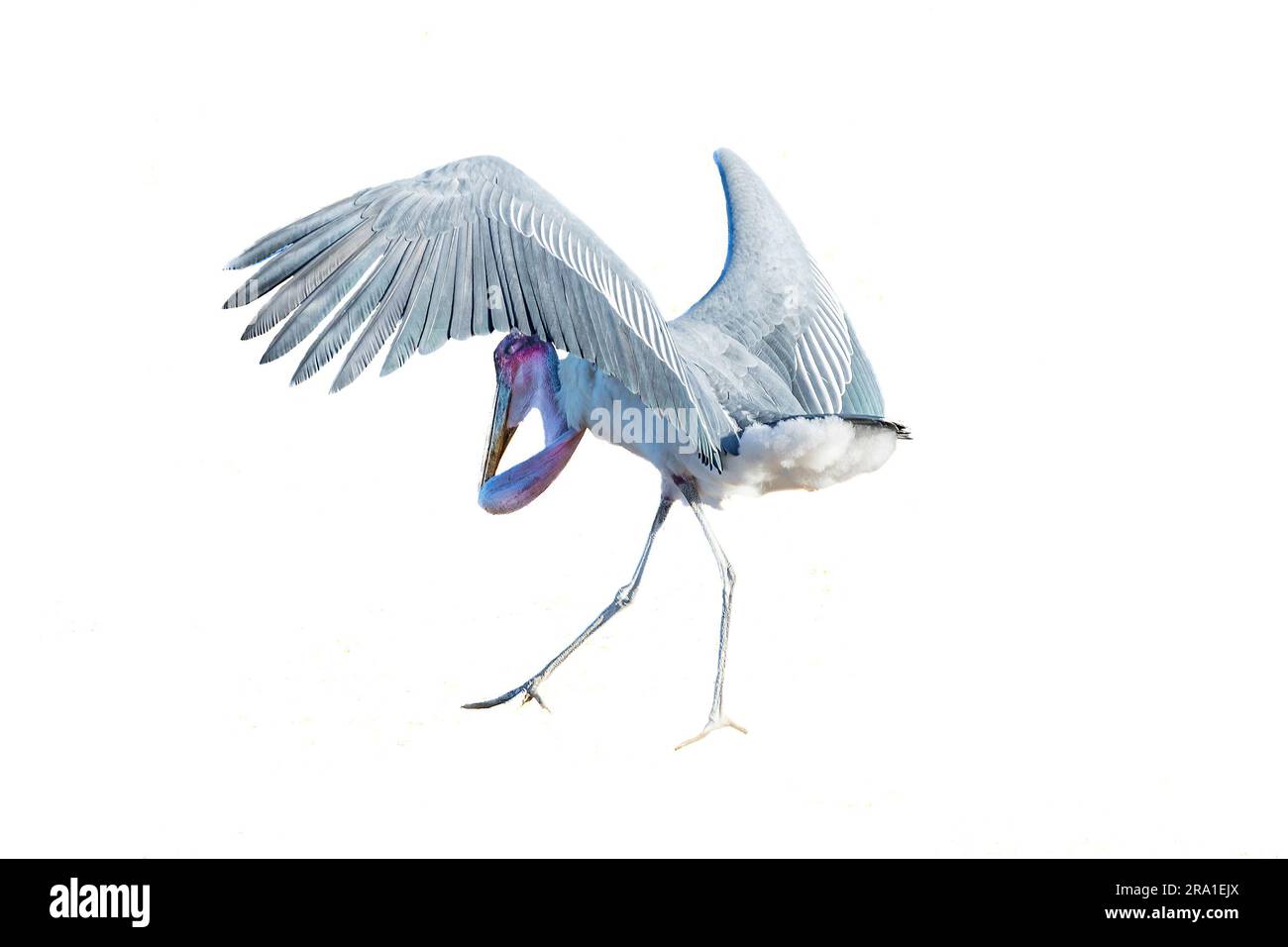 A male Marabou stork, Leptoptilos crumeniferus, landing at Punda Maria ...