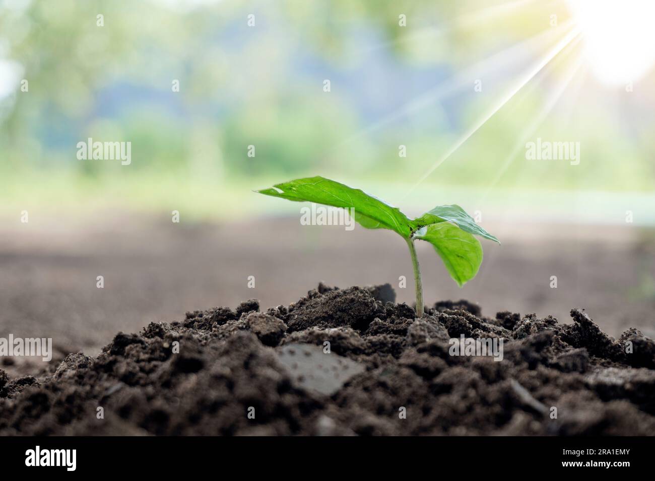 Seedling of plant seeds on a pile of soil that is Crumbly from soil ...