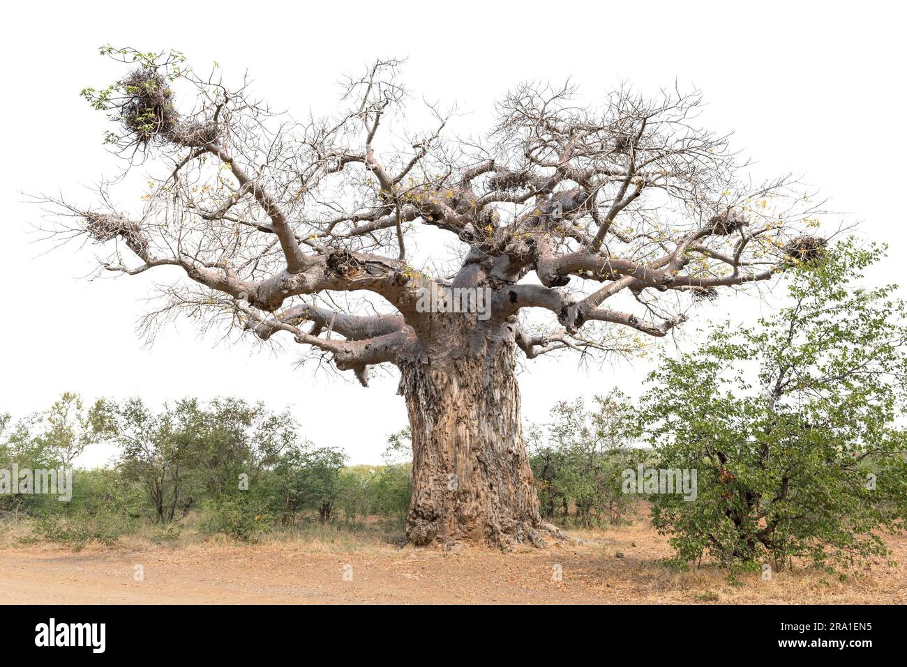 A baobab tree, Adansonia digitata, also called upside-down tree. Bird ...