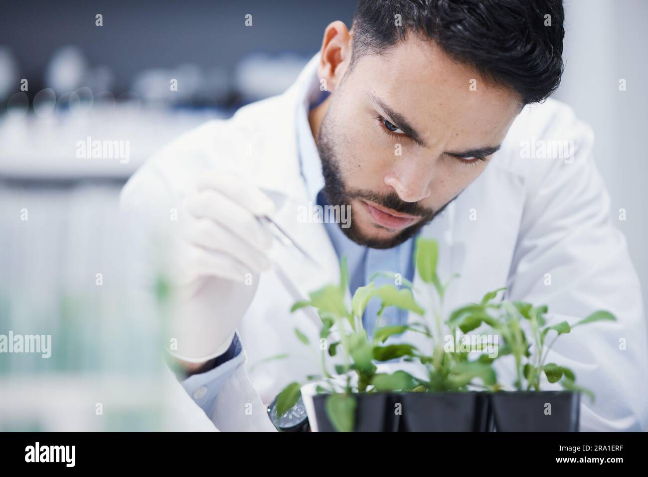 Research, man or scientist with leaf sample for analysis, floral ...