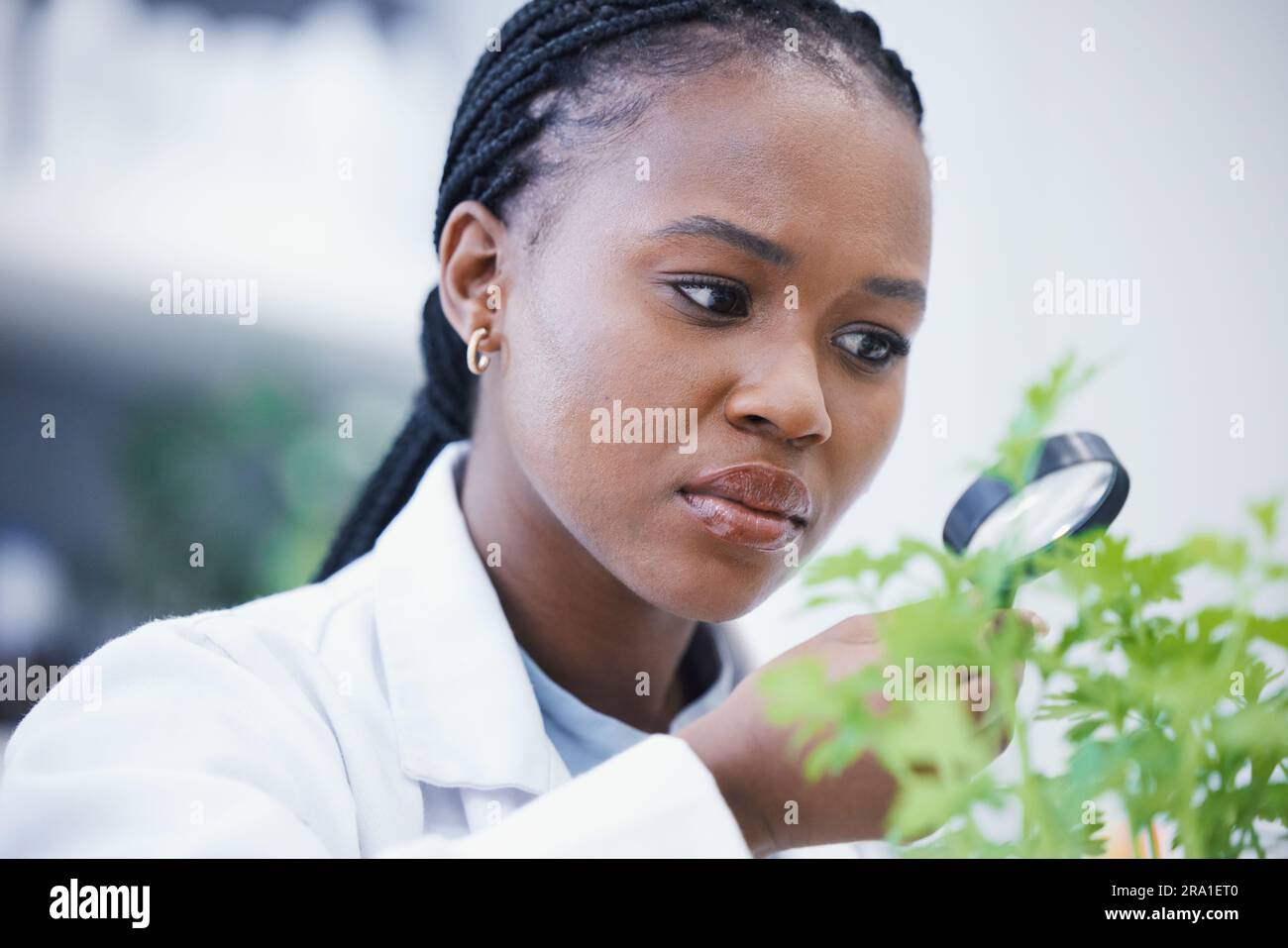 Weed, magnifying glass and scientist woman for growth inspection ...
