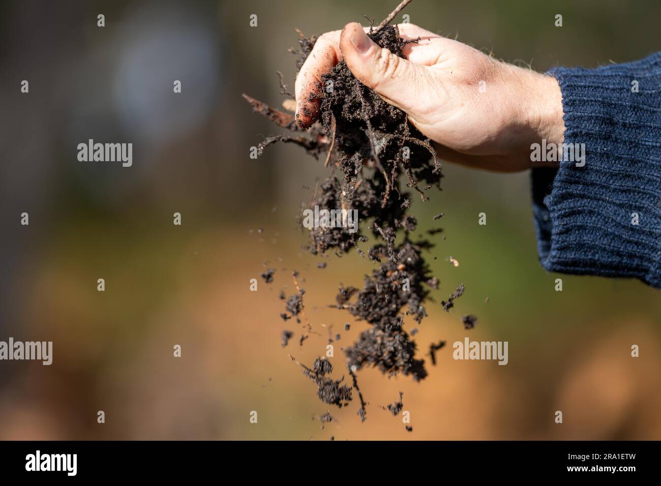 Holding soil in a hand, feeling compost in a field in Tasmania ...