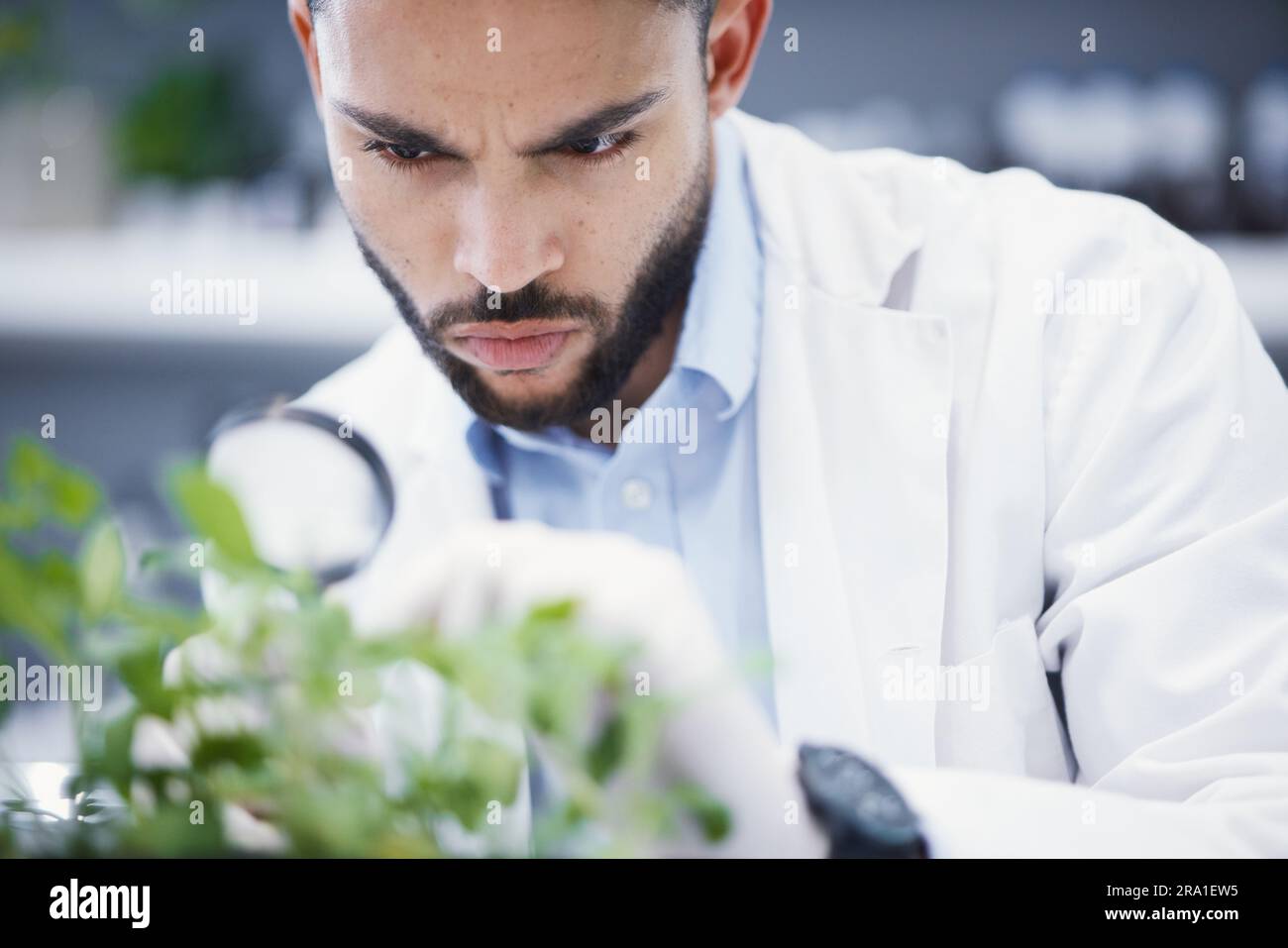 Weed, magnifying glass and scientist man in laboratory solution, growth ... Weed, magnifying glass and scientist man in laboratory solution, growth ...
