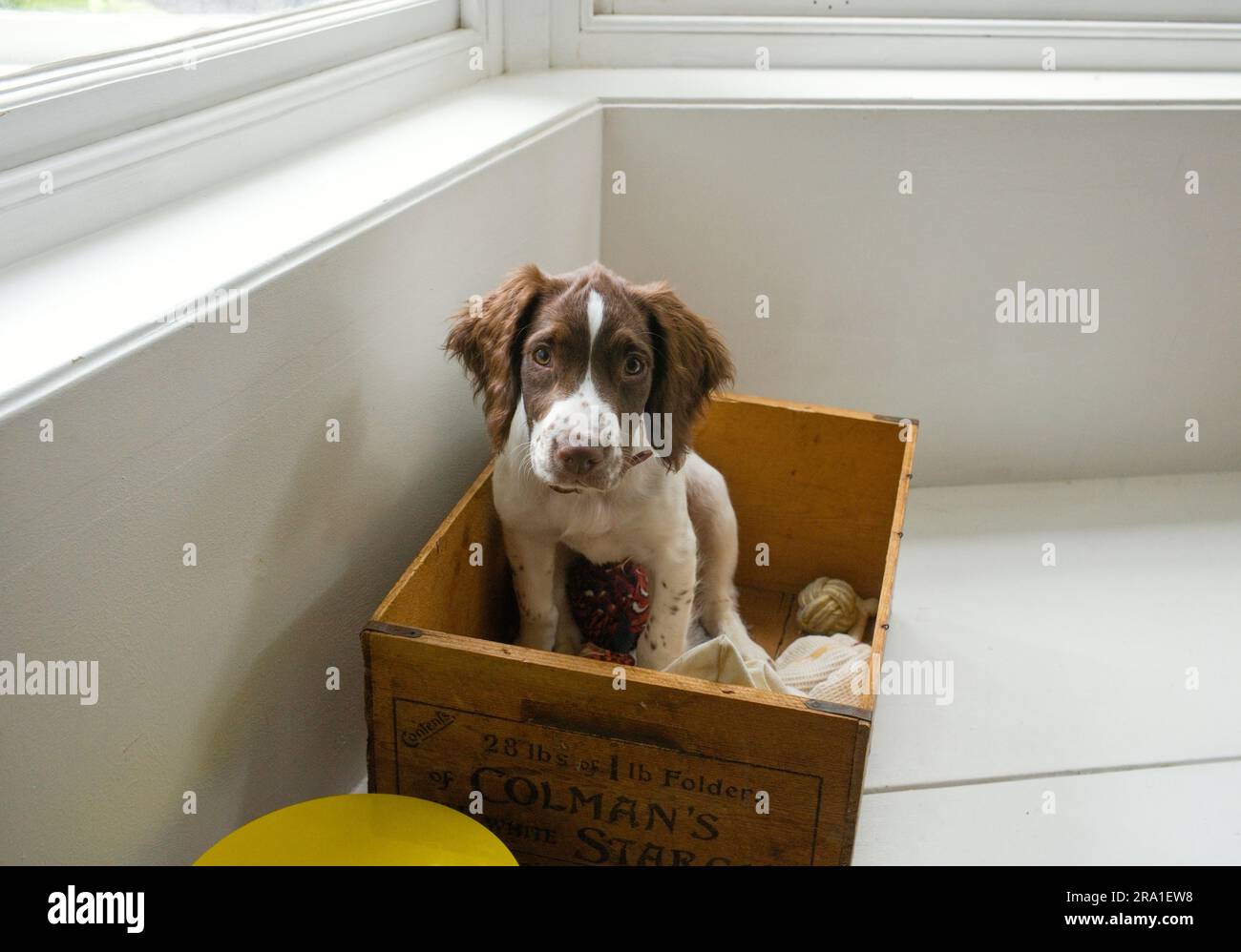 Puppy springer spaniel sitting in his toybox Stock Photo - Alamy