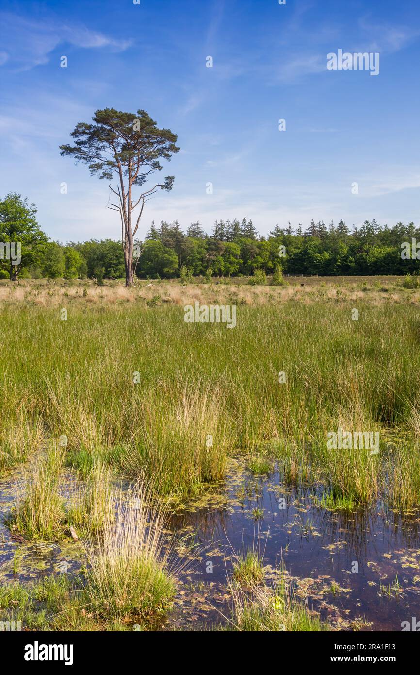 Reed in the wetlands of the Drentse Aa nature reserve in the ...