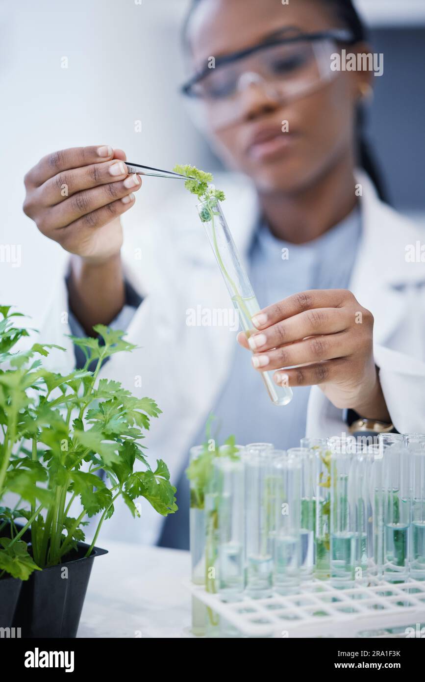 Woman, plant and scientist in laboratory with test tubes, experiment or ...