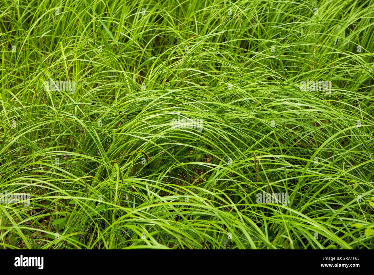 Tall grass or sedge bushes growing in a swamped forest. Top view, no ...