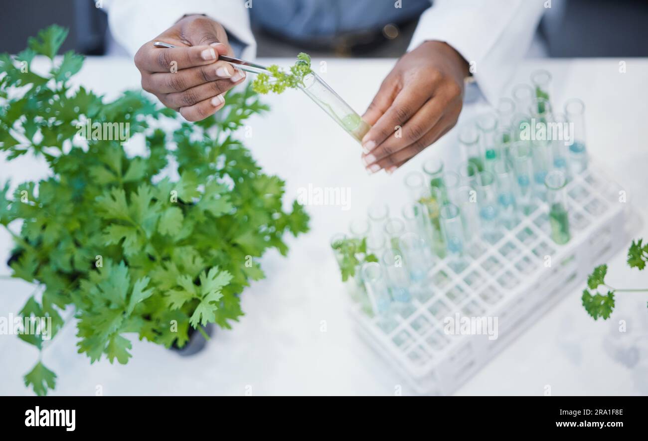 Plant, hands and scientist in laboratory with test tubes, experiment or ...