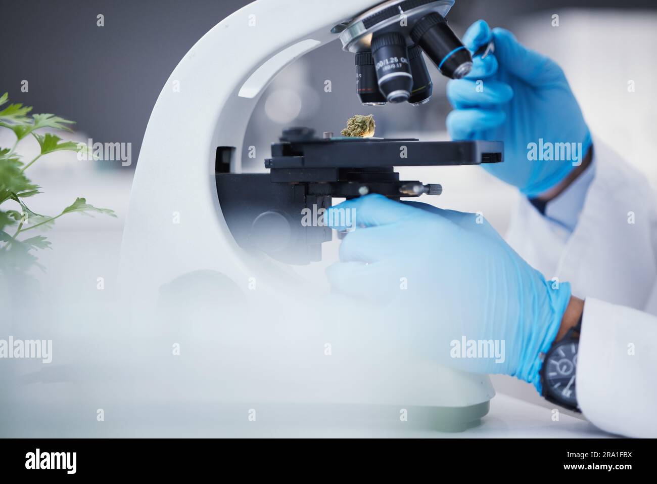Weed, microscope or hands of scientist in laboratory research, marijuana experiment or analysis ...