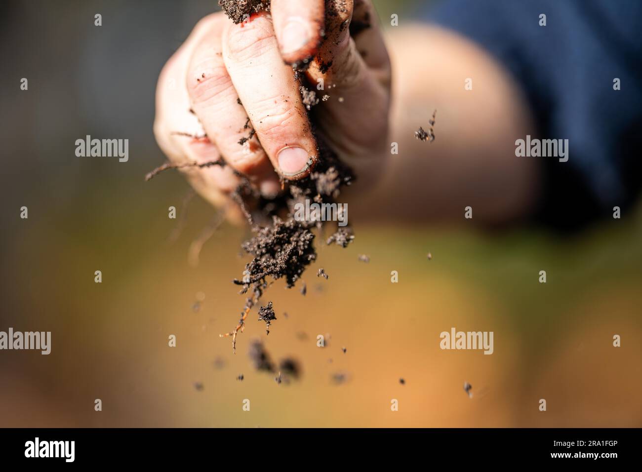 Holding soil in a hand, feeling compost in a field in Tasmania ...