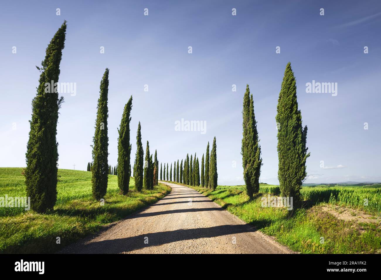 Cypress Trees and gravel road in Crete Senesi. Monteroni d'Arbia ...