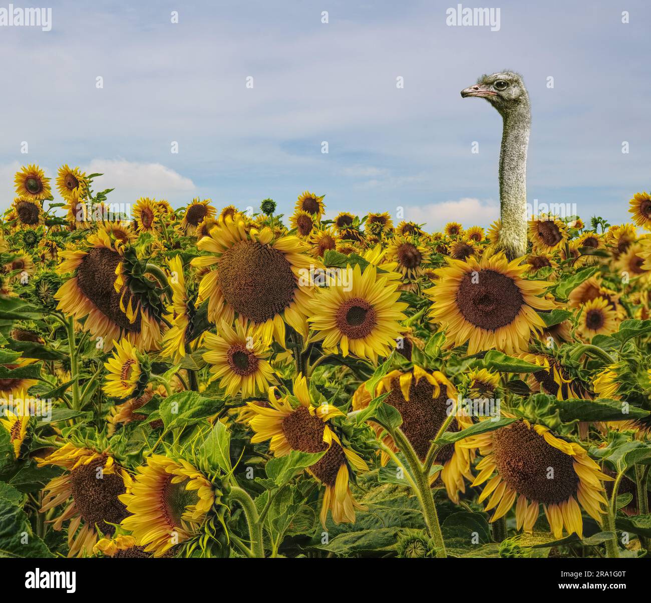 Ostrich illustration hi-res stock photography and images - Alamy