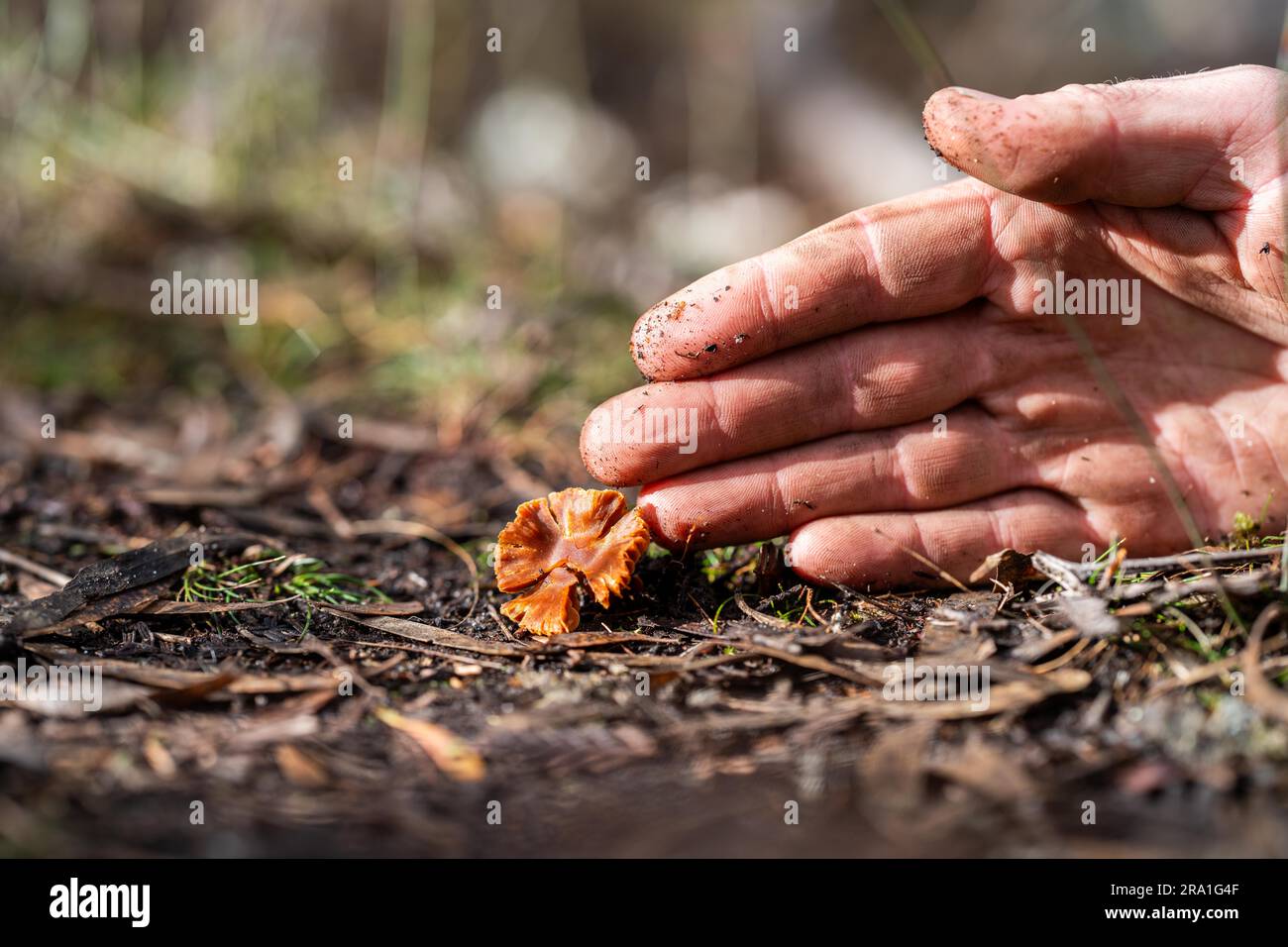 regenerative organic farmer, taking soil samples and looking at plant ...