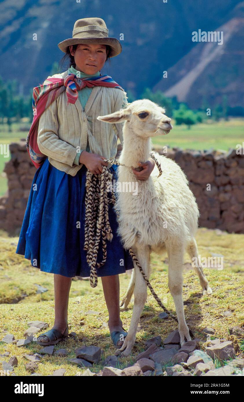 Peru, Native young woman in between her lamas, held on her family's ...