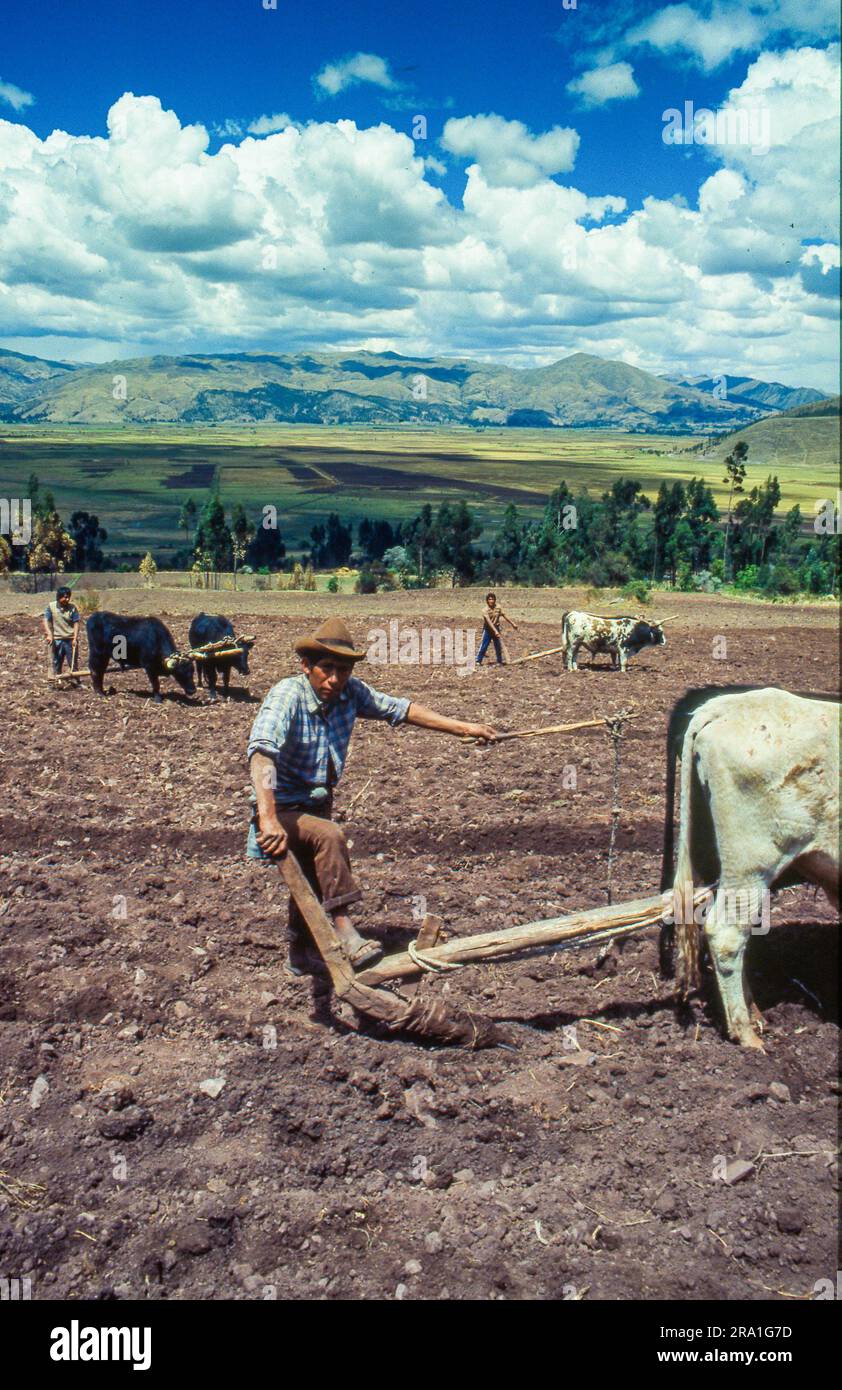 Peru, Titicaca Lake region; Farmers at work on the field. Sowing and ...