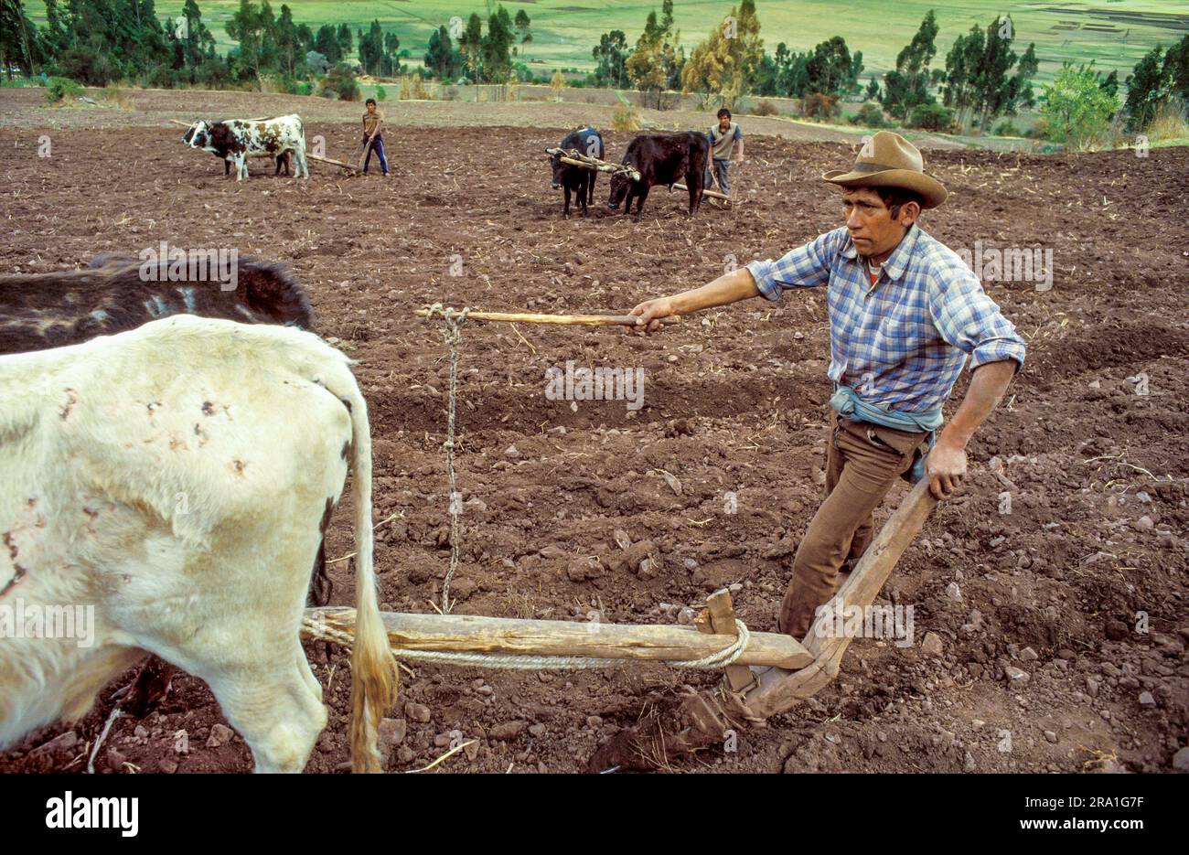 Peru, Titicaca Lake; Farmers at work on the field. Sowing and ploughing ...