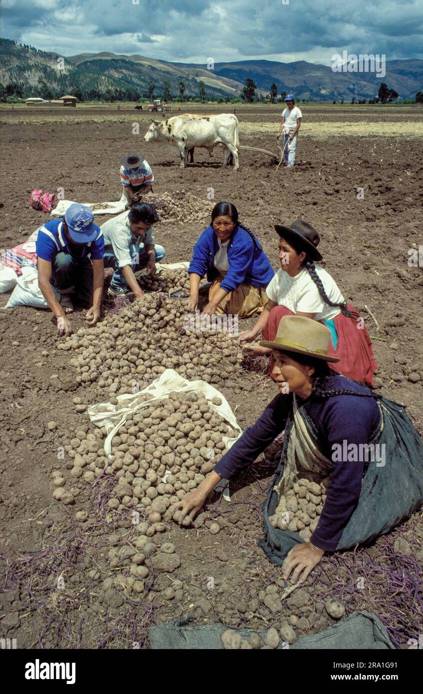 Peru farmers potato hi-res stock photography and images - Alamy