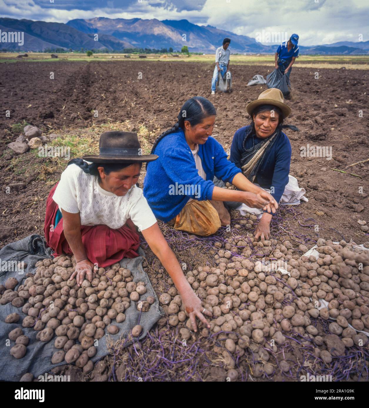 Potato harvest peru hi-res stock photography and images - Alamy