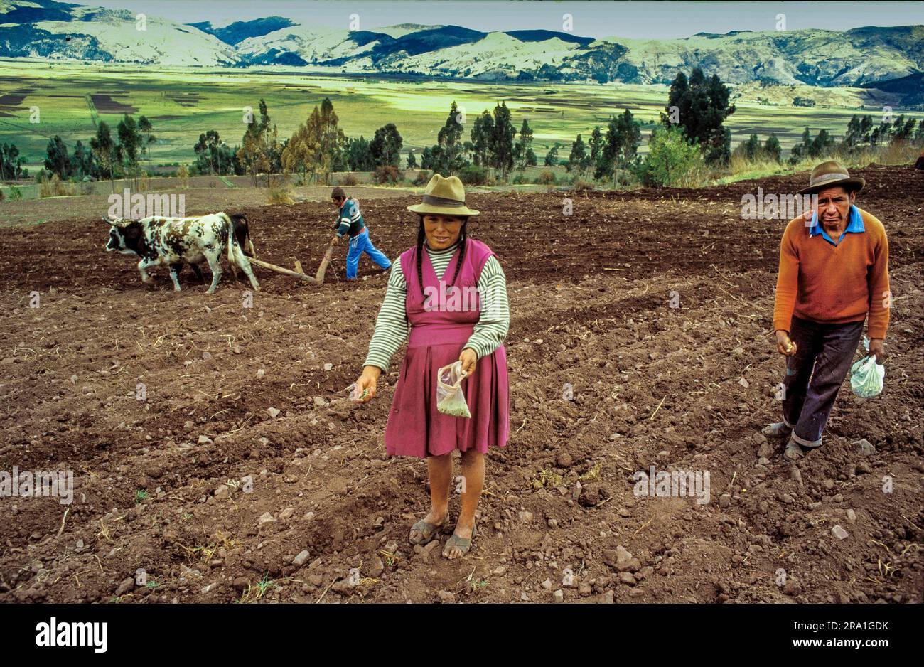 Woman ploughing field with ox hi-res stock photography and images - Alamy