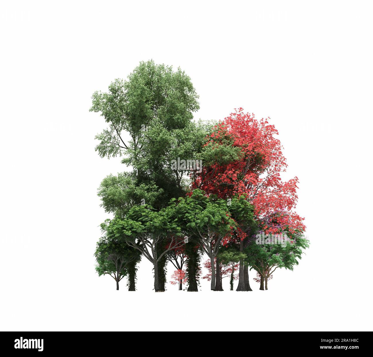 group of trees isolated on a white background, big trees in the forest ...