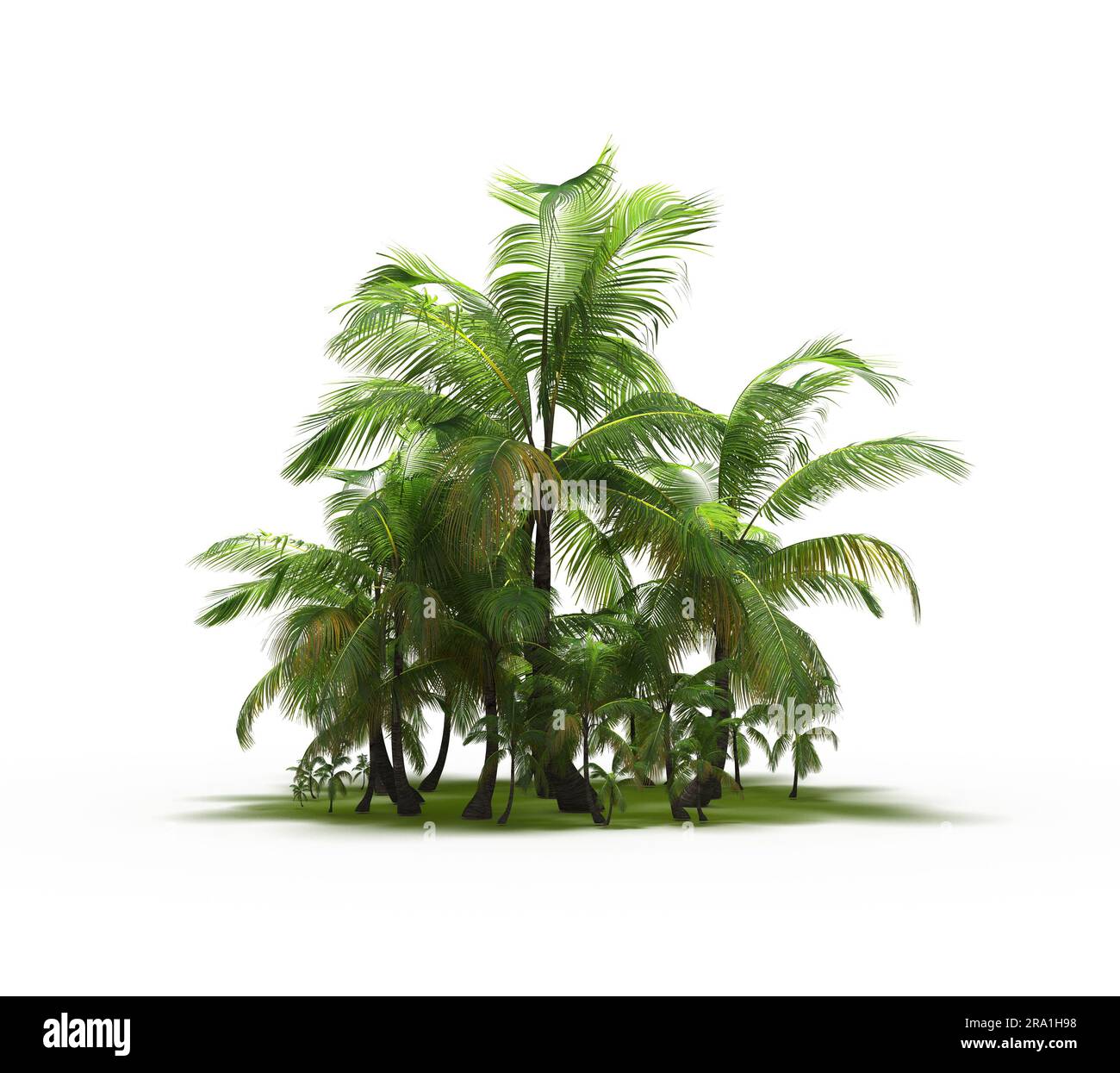 group of trees with a shadow on the ground, isolated on a white ...