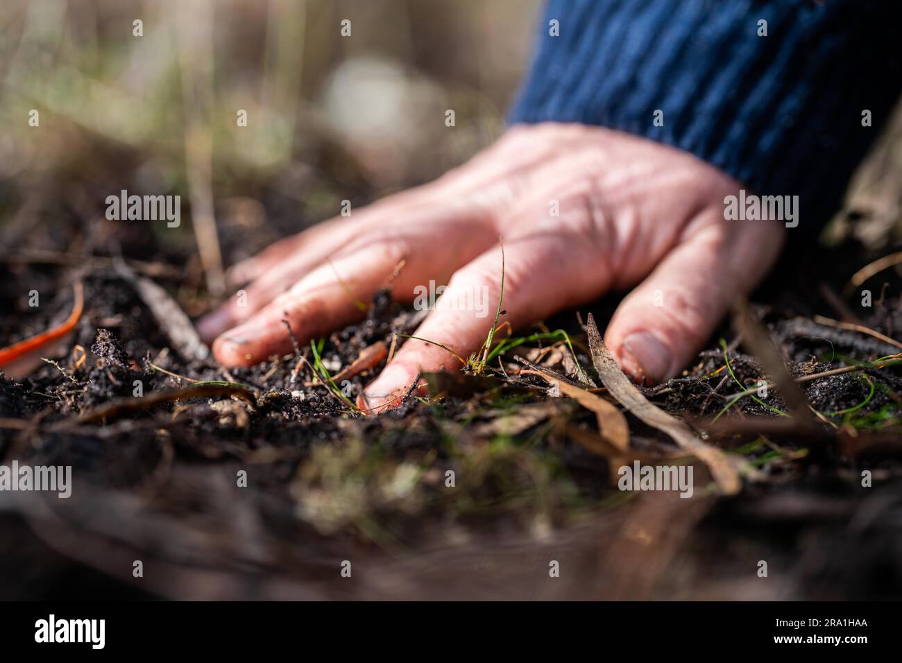 farmer studying a soil and plant sample in field. scientist in a ...