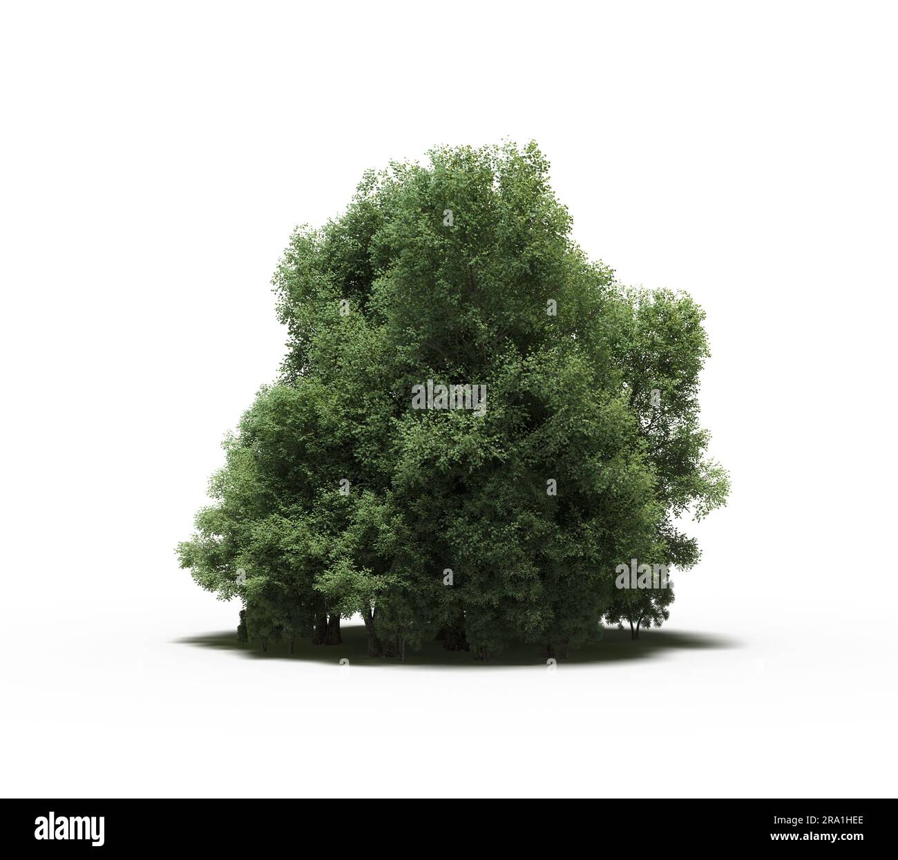 group of trees with a shadow on the ground, isolated on a white ...