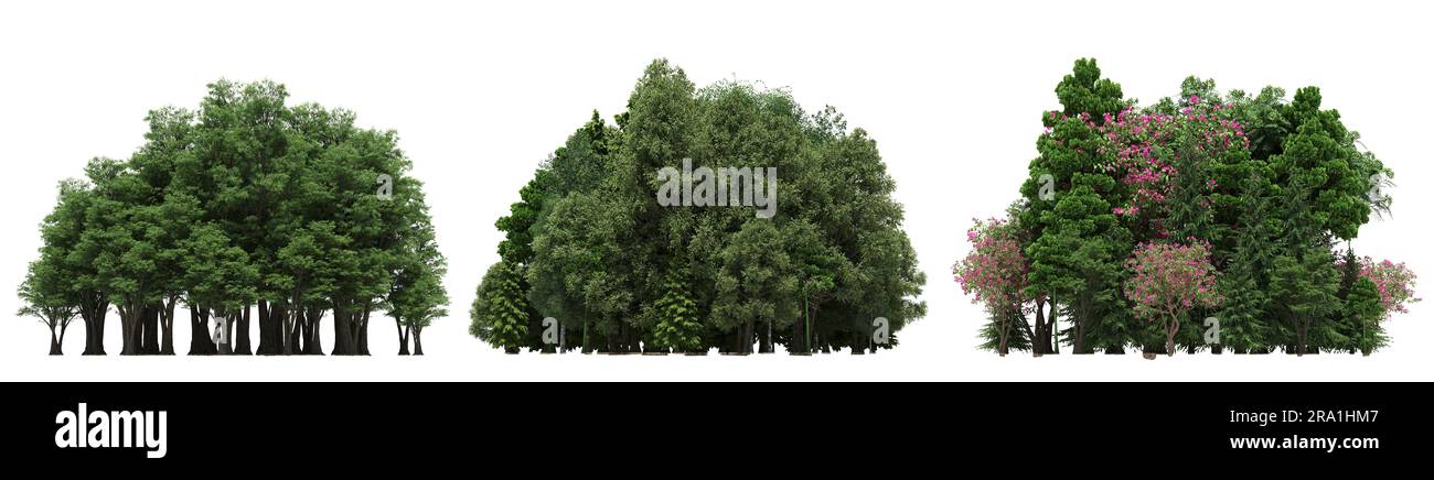 group of trees isolated on a white background, big trees in the forest ...