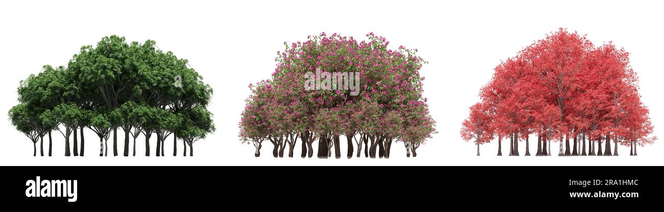 group of trees isolated on a white background, big trees in the forest ...