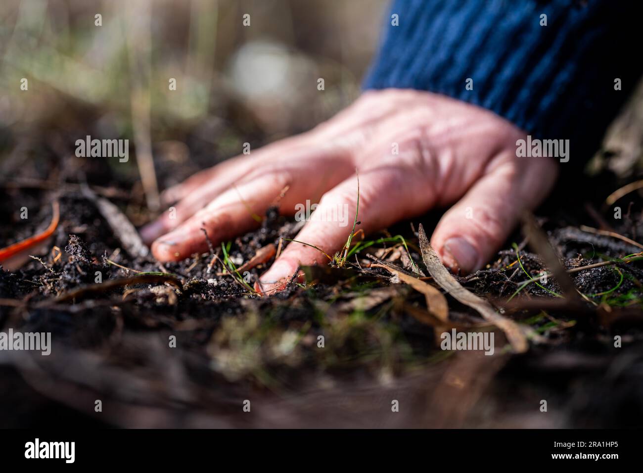 regenerative organic farmer, taking soil samples and looking at plant ...