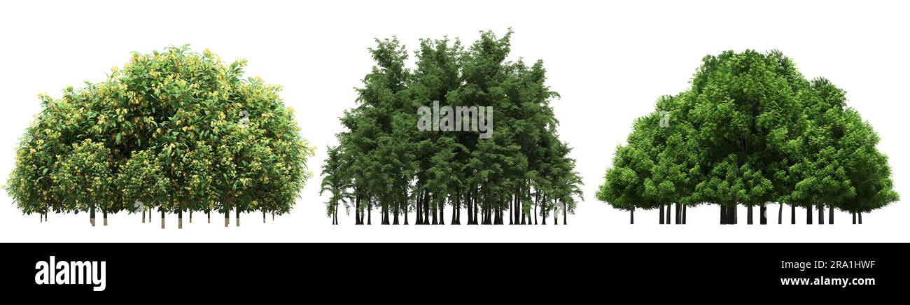 group of trees isolated on a white background, big trees in the forest ...